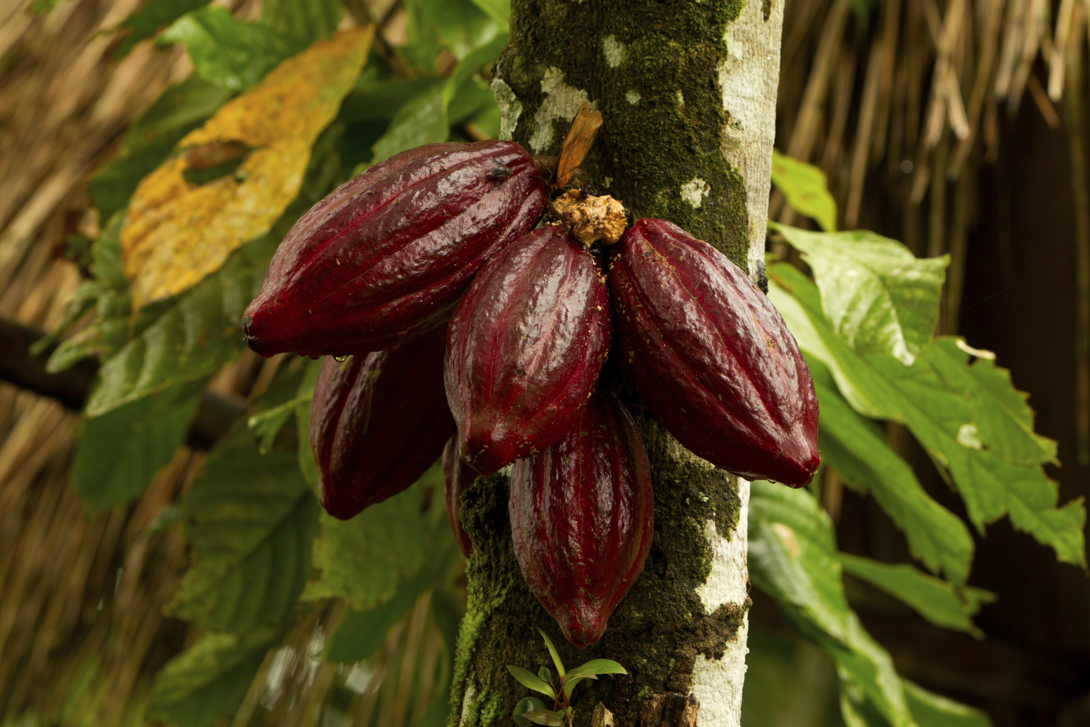 Cocoa Futures Open Interest Up 2,377 Contracts, December 27
