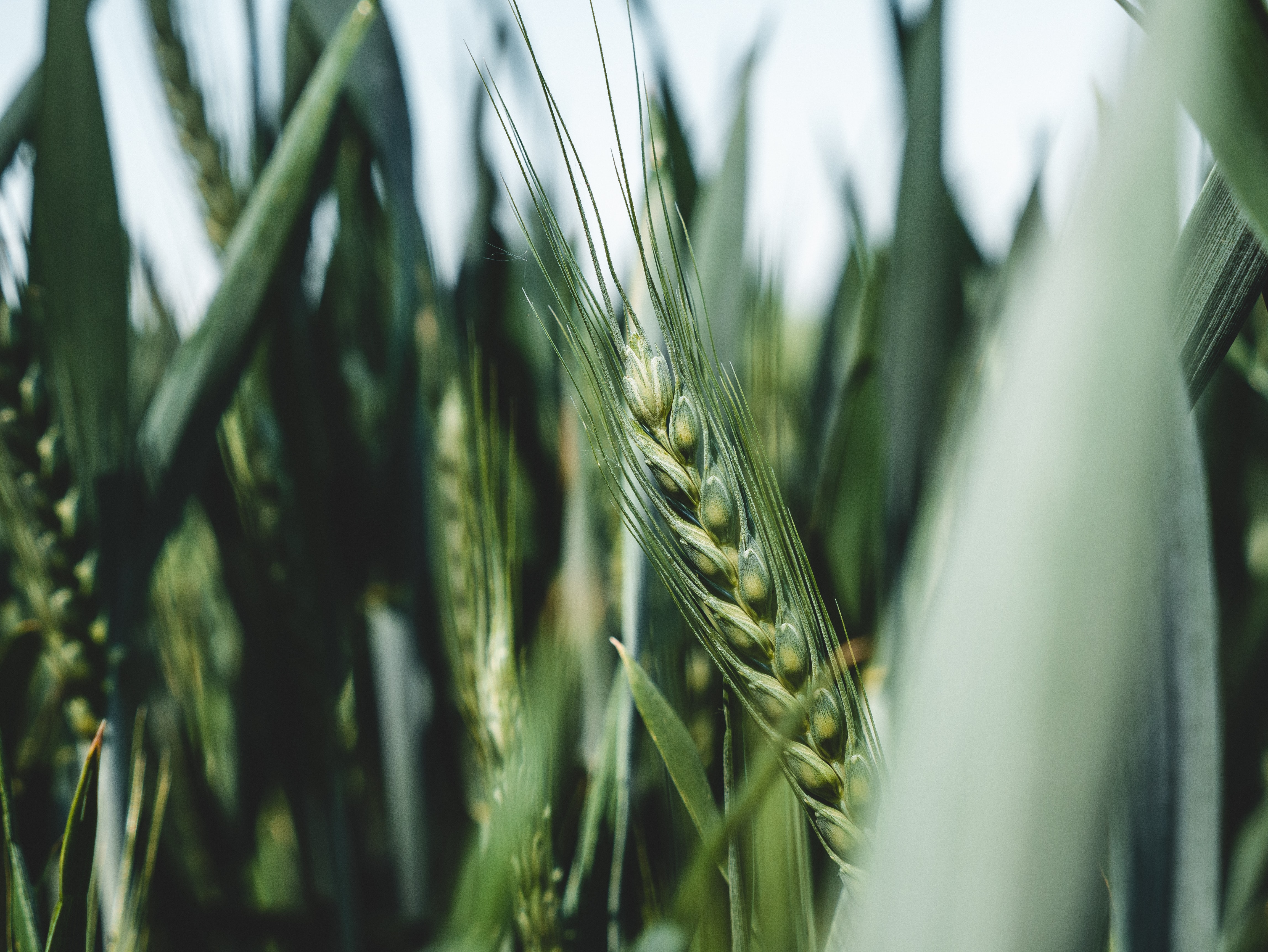 London Grains Pre Open Arb & Options Summary