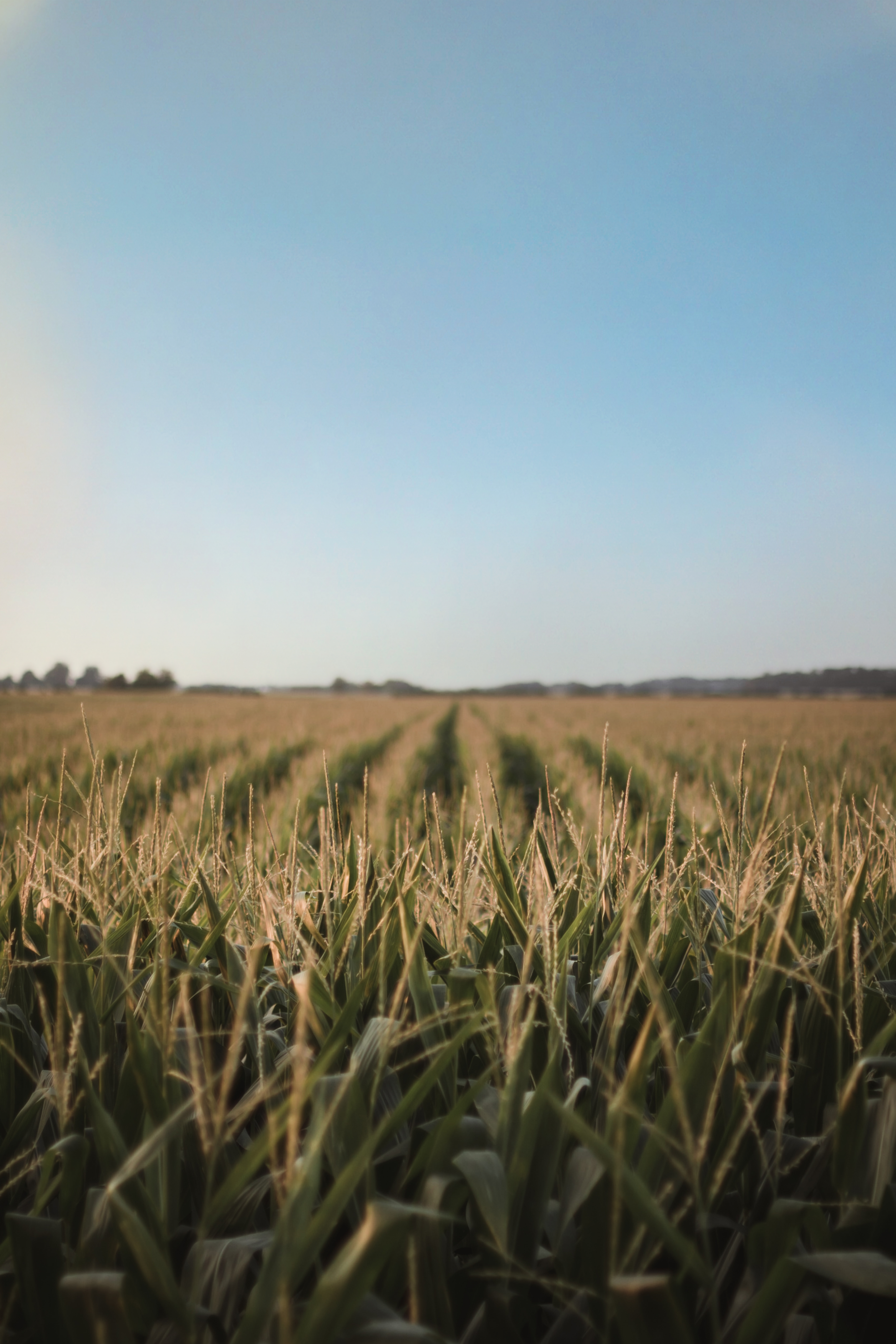 Corn Spread Report - December Spreads