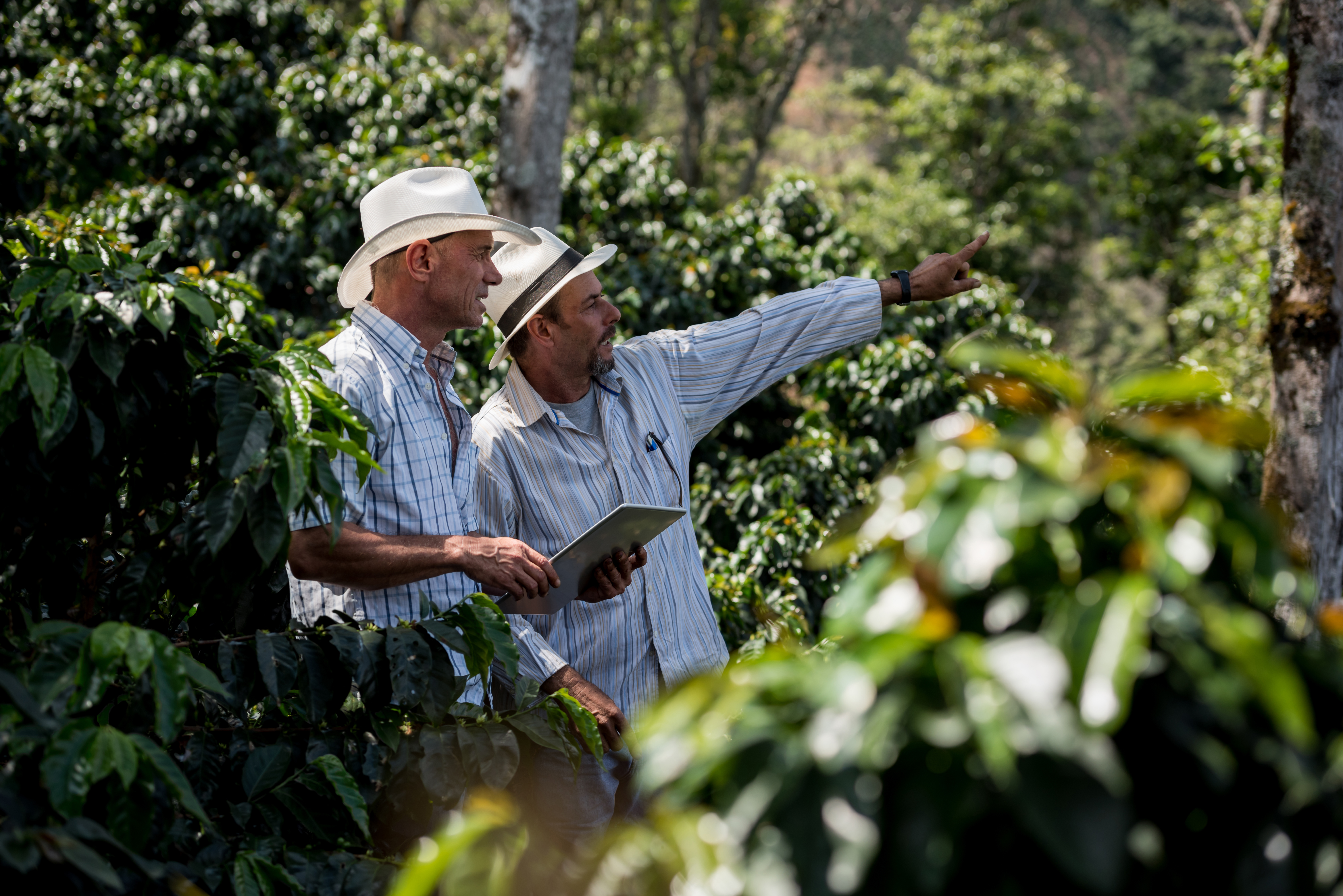 Colombian Coffee Exports Surge Amid Shifting Global Trade Dyna…