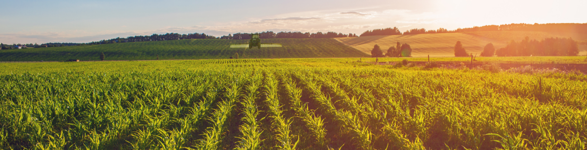 Corn and Soybean Risks Remain Despite USDA Yield Cuts